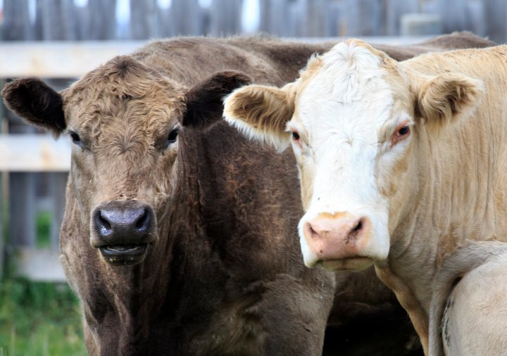 Cow Patty Critters: Alberta scientist releases guide identifying ...