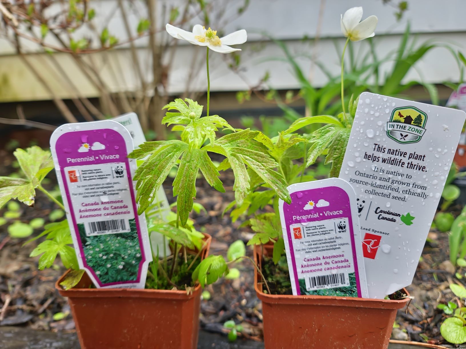 ‘It may have been imported’: Ontario experts say plant labels not ...