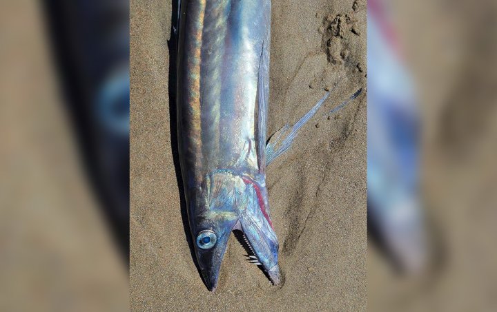 ‘Freaky looking’ fanged fishes found on Oregon beaches | Globalnews.ca