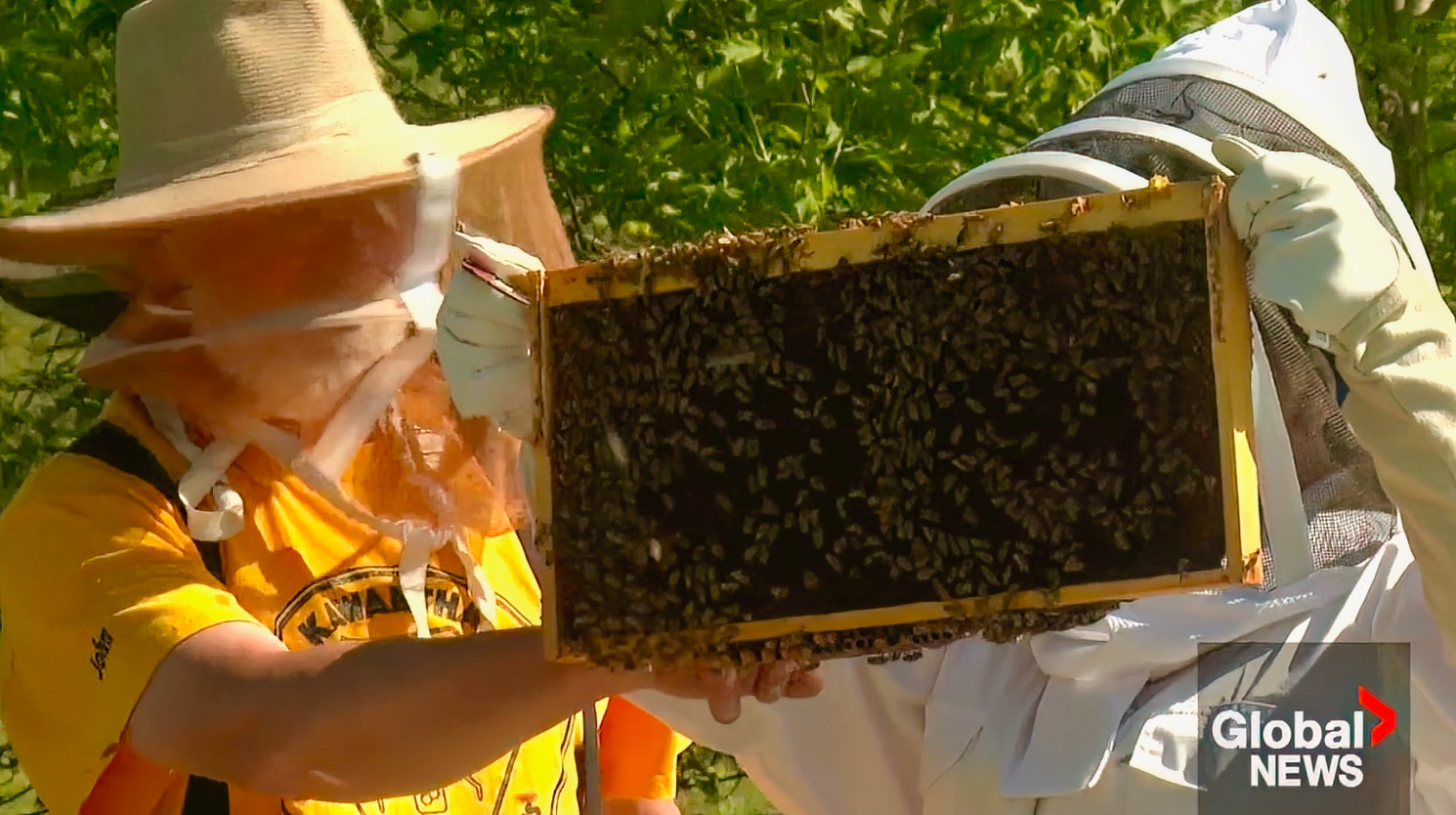 What’s the buzz? Ontario teen beekeeper to showcase skills at ...