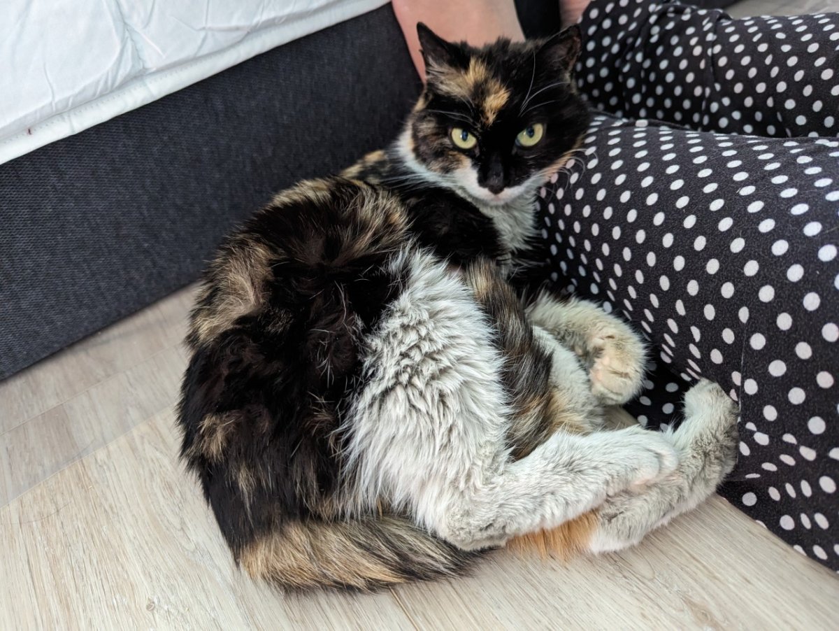 Cat found in parcel originating from China by CBSA officers in Richmond ...