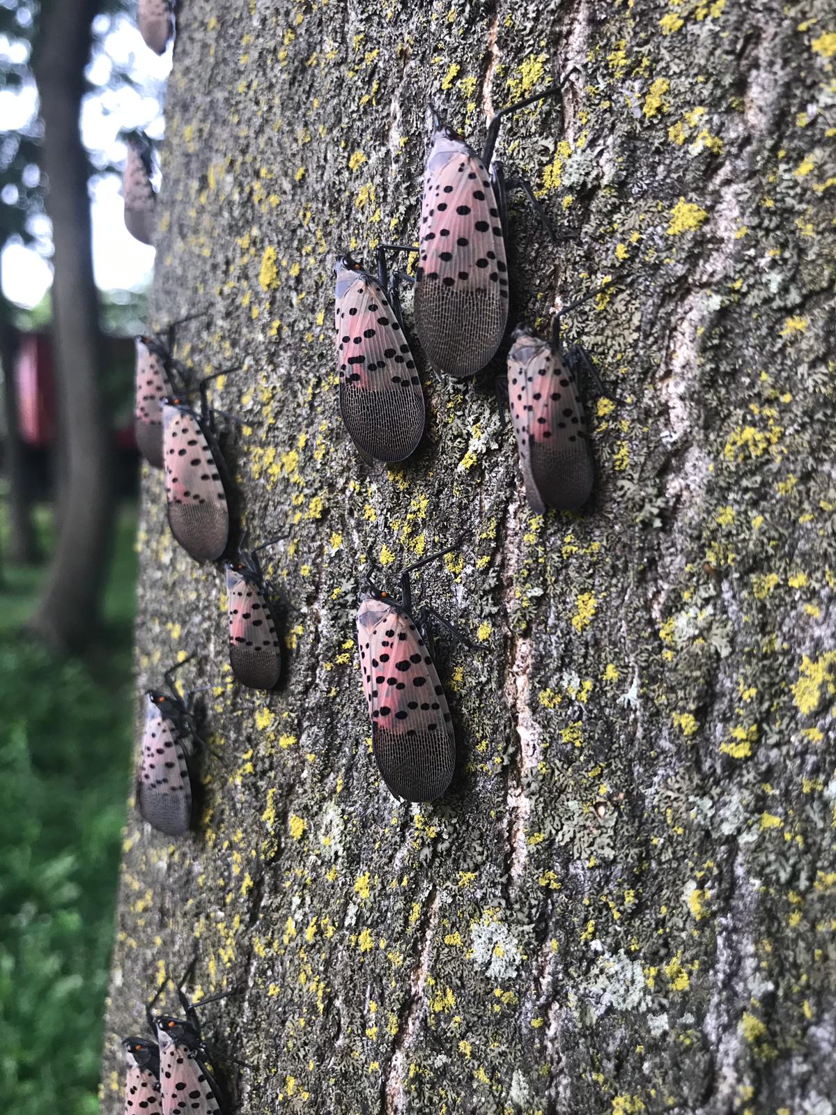 Spotted lanternfly could come after Canada’s wines. Here’s what to know ...