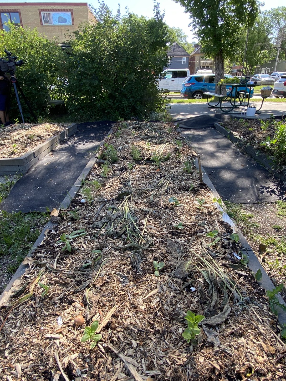 Traditional Indigenous gardens flourish in Winnipeg, nurturing body and ...