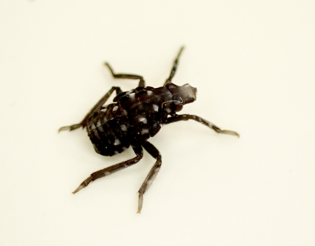 Spotted lanternfly could come after Canada’s wines. Here’s what to know ...