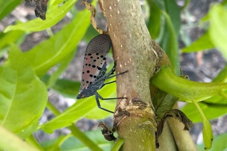 From oak wilt to jumping worms: A look at the invasive species ...
