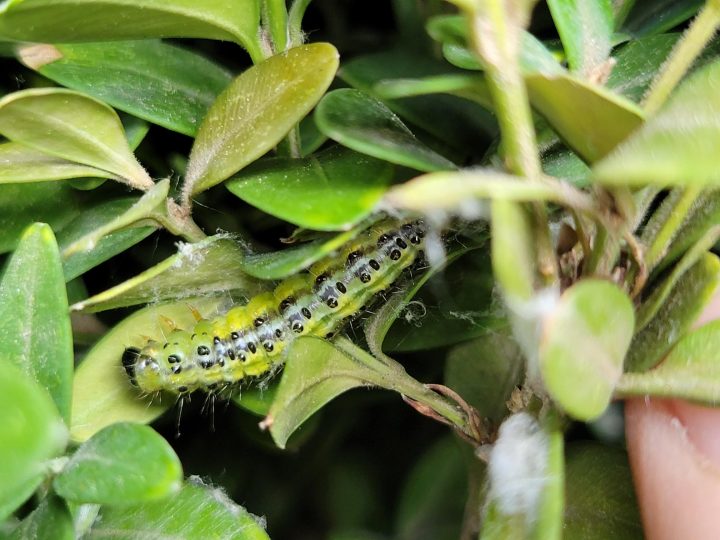 From oak wilt to jumping worms: A look at the invasive species ...