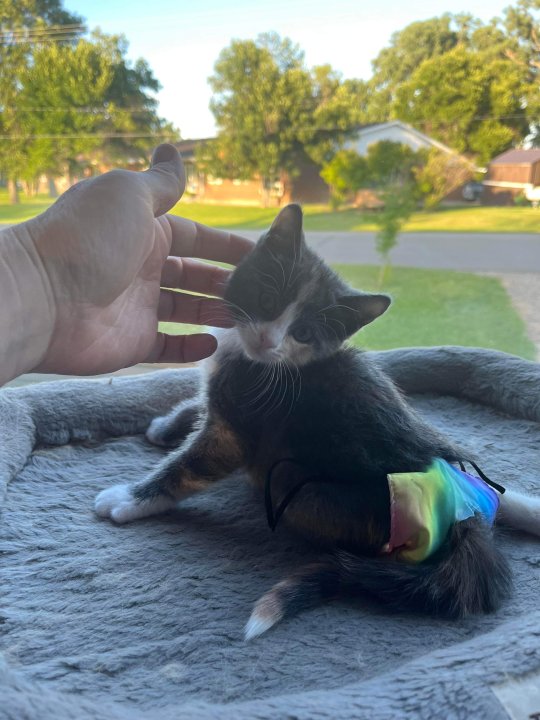 Kitten with limited mobility due to dog attack in Craven, Sask. seeks ...