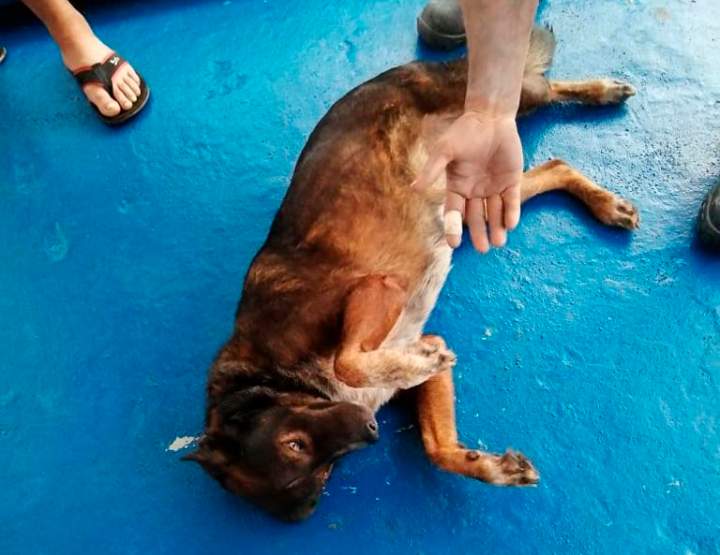 Sailor Tim Shaddock leaves dog Bella behind in Mexico after surviving ...
