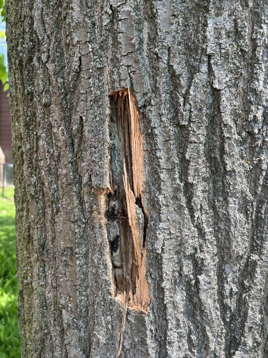 From oak wilt to jumping worms: A look at the invasive species ...