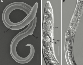 Science News, Videos & Headlines