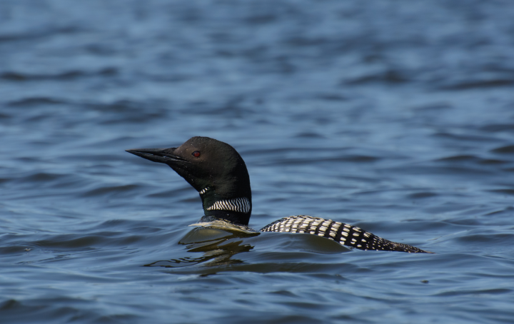 Your Saskatchewan photo of the day: July 2023 | Globalnews.ca