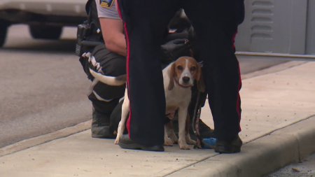 11 animals seized from south Edmonton home - Edmonton | Globalnews.ca