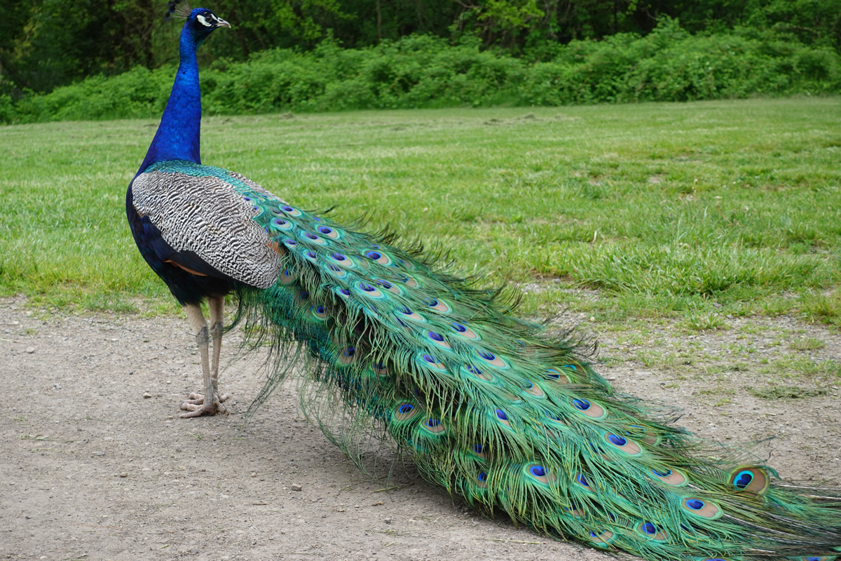 Cambridge ships Churchill Park peacocks to rescue farm after more than ...