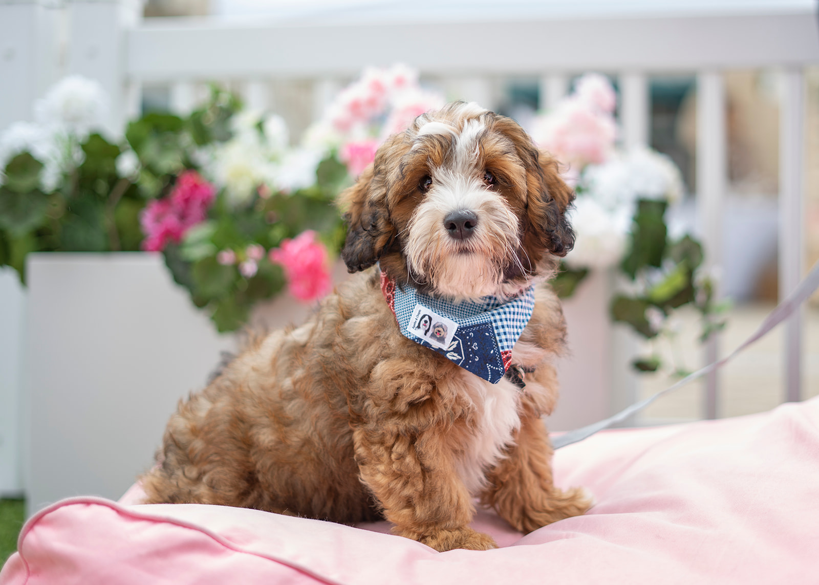 Picture Paw-fect Day Out - GlobalNews Events