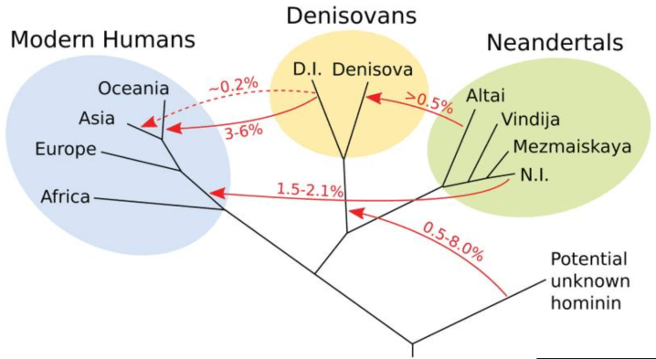 Mysterious 300,000-year-old skull could be new species of human ...