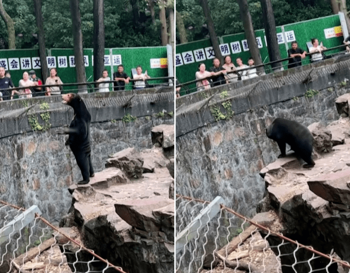 Is that a human in costume? Chinese zoo insists its sun bear is real ...