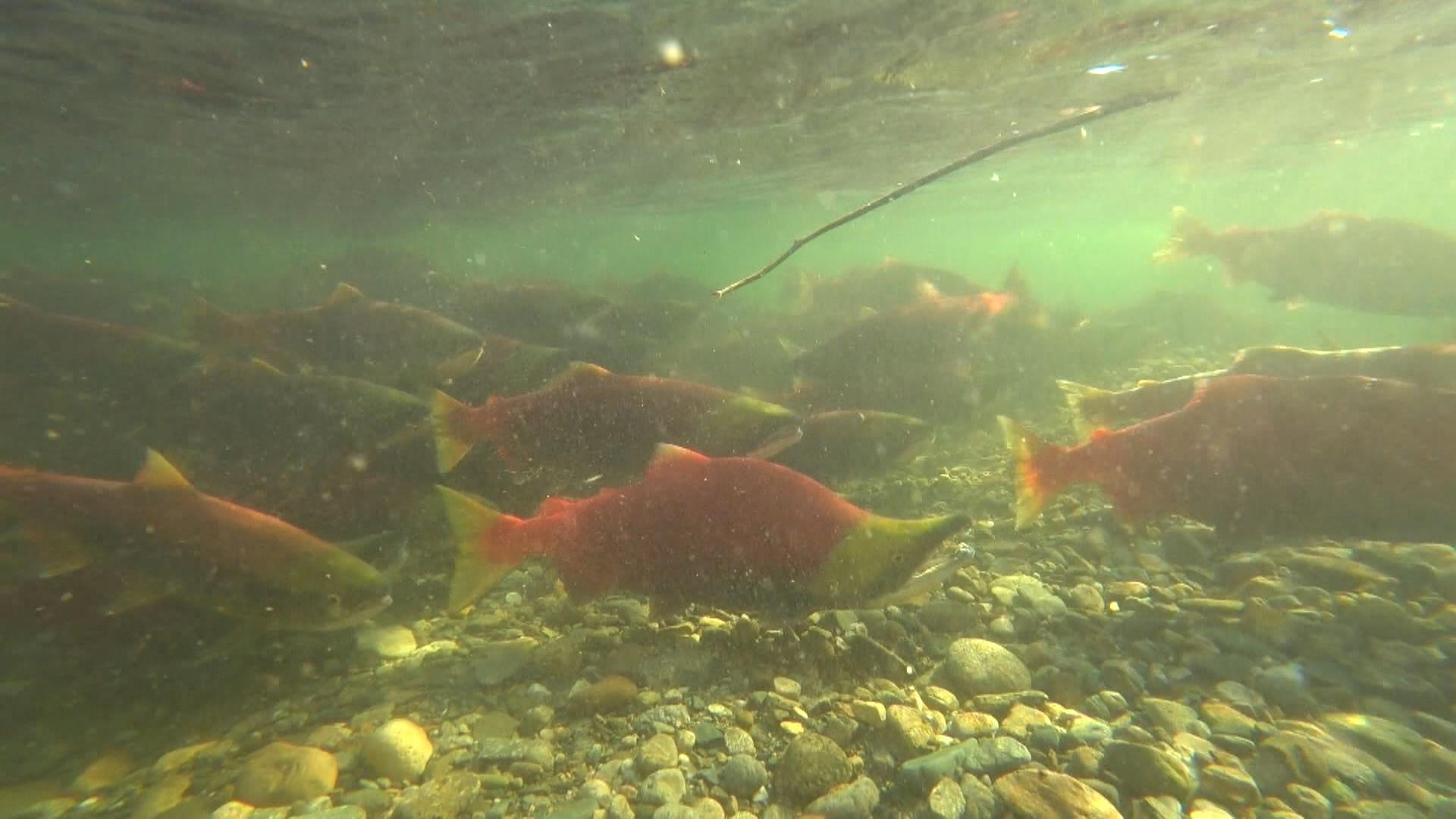 Impact of B.C. drought on province’s fish could be severe, experts say ...