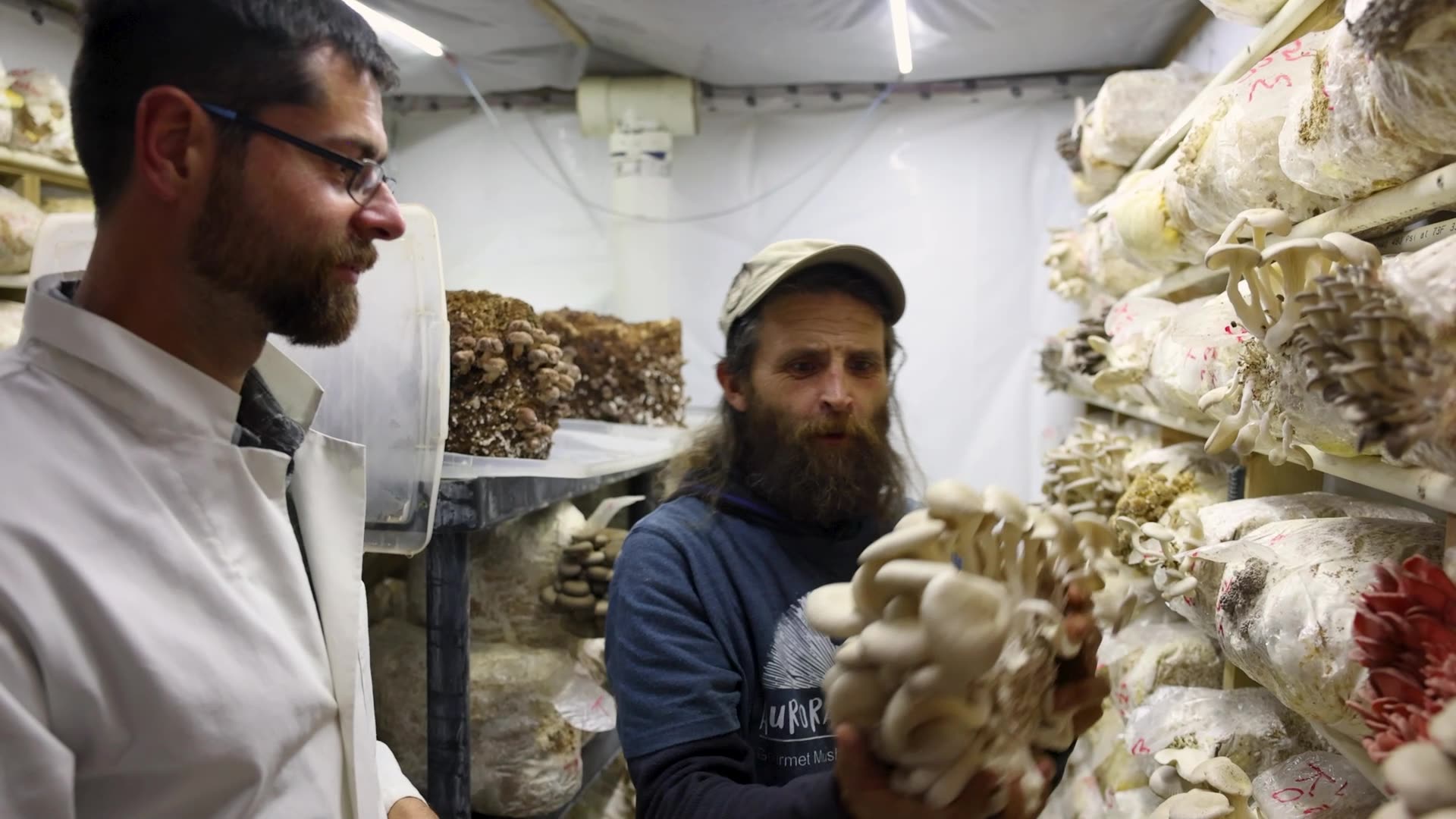 Fungi Frenzy: The new reasons to elevate mushrooms | Globalnews.ca