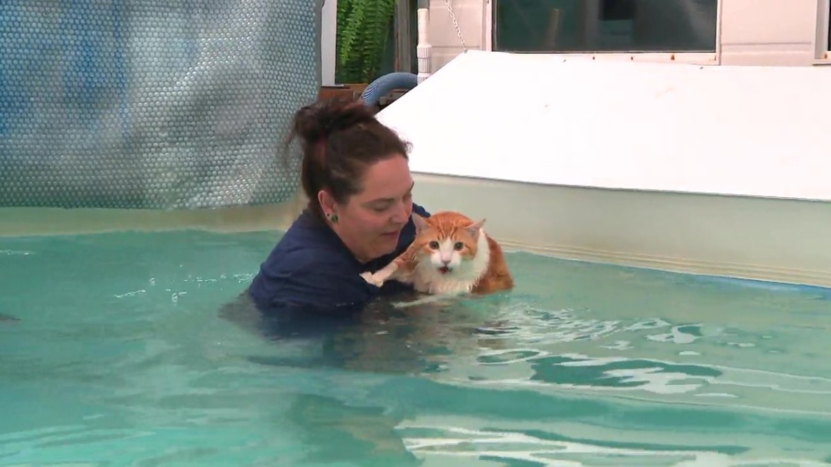 Peaches the fat swimming cat from Edmonton makes splash on TikTok ...