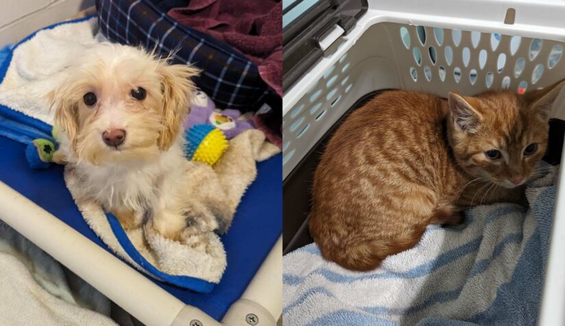 39 dogs, 5 cats seized from ‘shockingly unsanitary’ home near Vancouver Island | Globalnews.ca