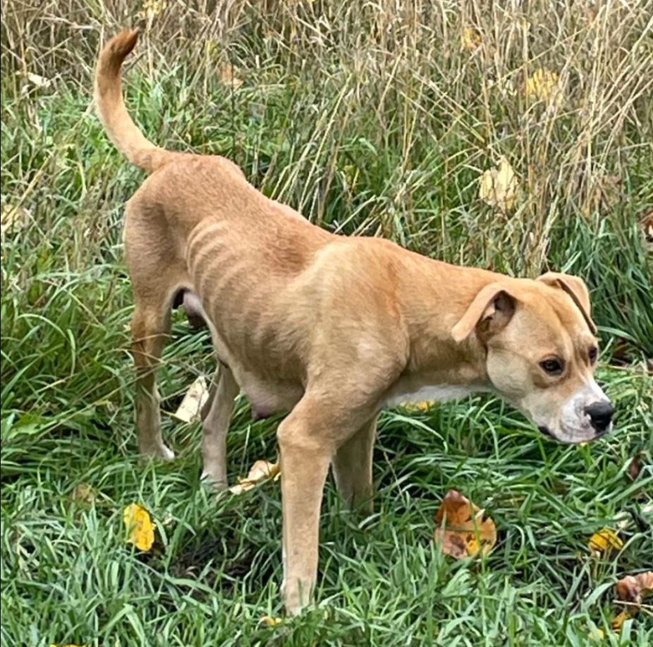 2 dogs, 18 puppies seized from property in B.C. Interior | Globalnews.ca