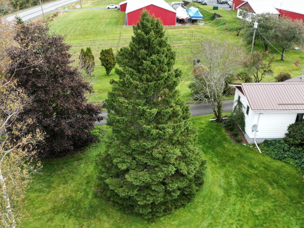 N.S. family donates giant spruce as 2023 Christmas Tree for Boston: ‘It ...