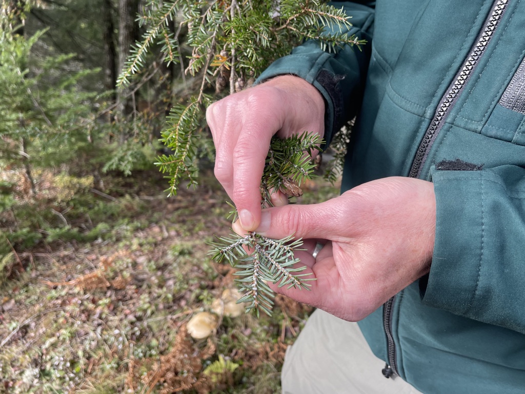N.S. pilot project pits tiny beetles against invasive insect killing ...