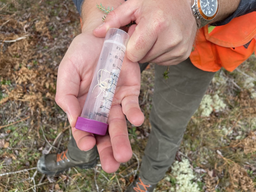 N.S. pilot project pits tiny beetles against invasive insect killing ...