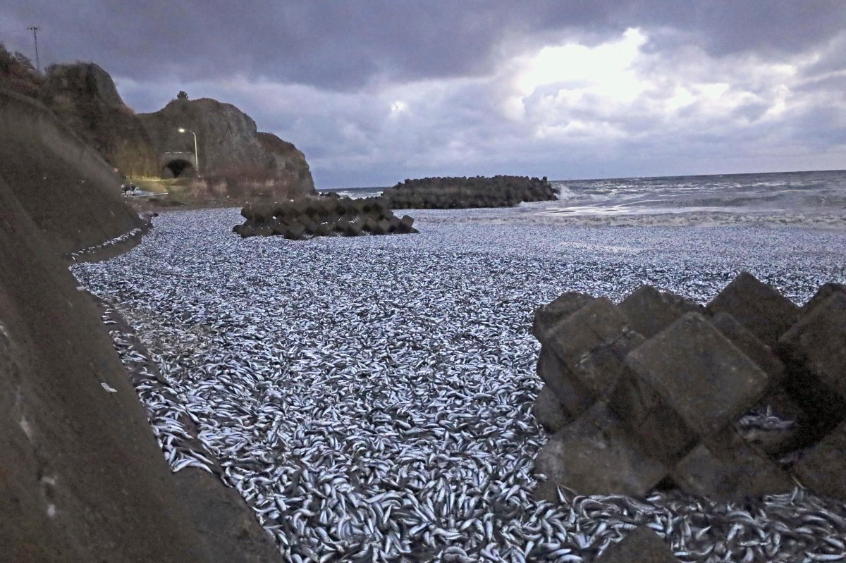 Unprecedented 1,200 tonnes of fish wash ashore in Japan for ‘unknown ...