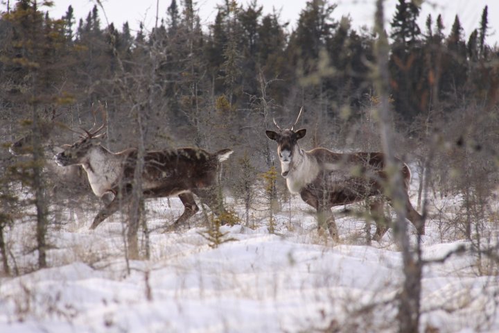 Climate change, not habitat loss, may be biggest threat to caribou ...