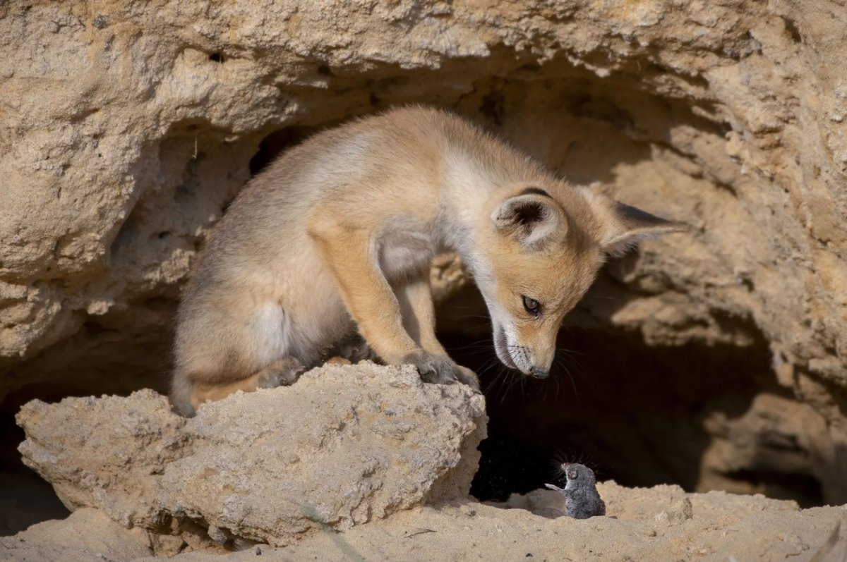It’s time to cast your vote for People’s Choice Wildlife Photographer ...