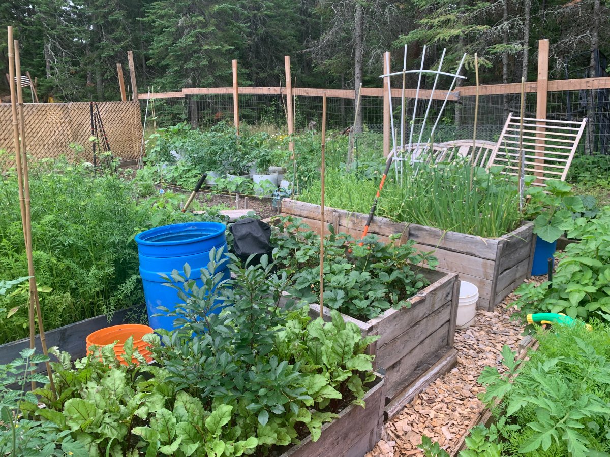 Canada’s plant hardiness zones map ready to bloom for 1st time in 10 ...