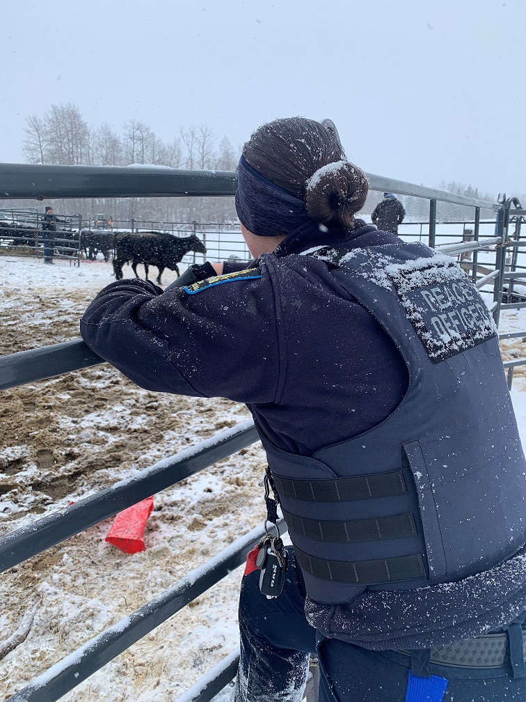 Alberta SPCA responded to 70-plus calls about distressed animals during ...