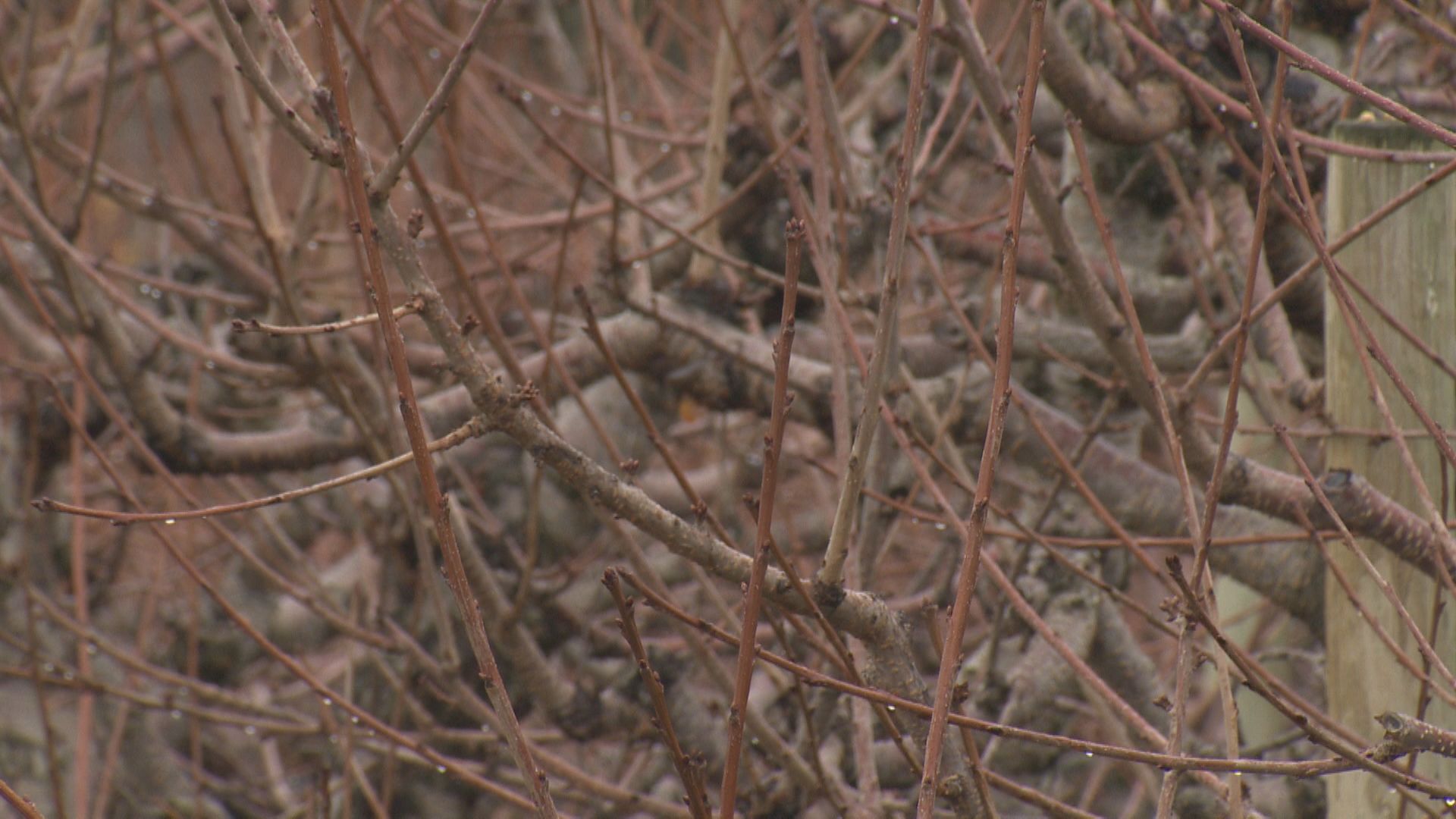 Victoria Femia - Journalist Profile - Intelligent Relations