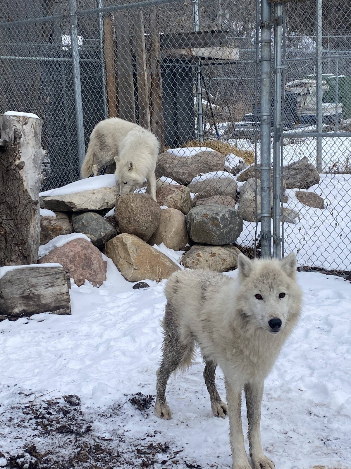 Edmonton Valley Zoo howling with excitement over new wolves - Edmonton ...