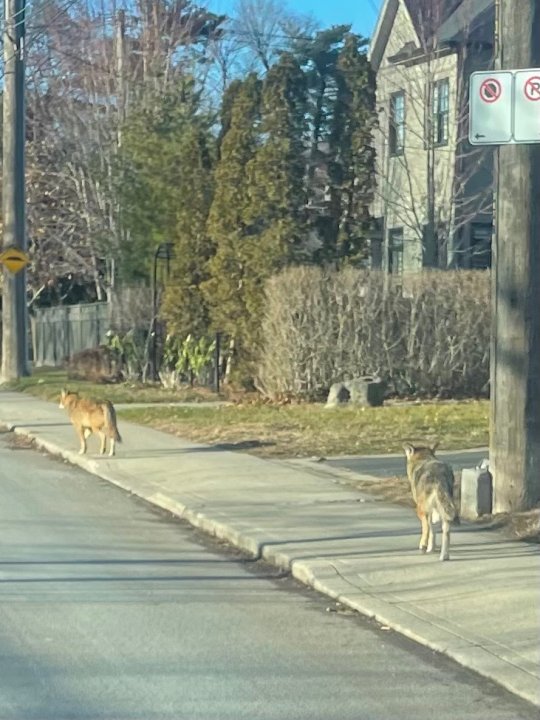 Residents in Ontario community say roaming coyotes ‘not as timid ...