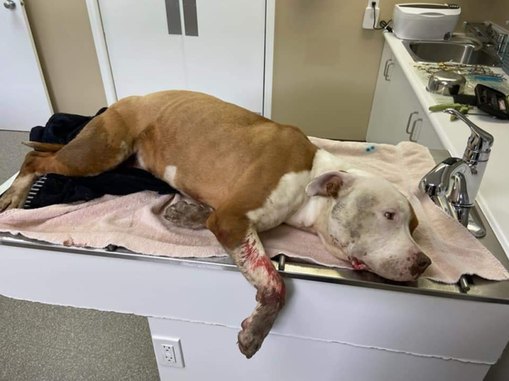 La Loche dog rescue effort highlights crisis in rural Saskatchewan ...