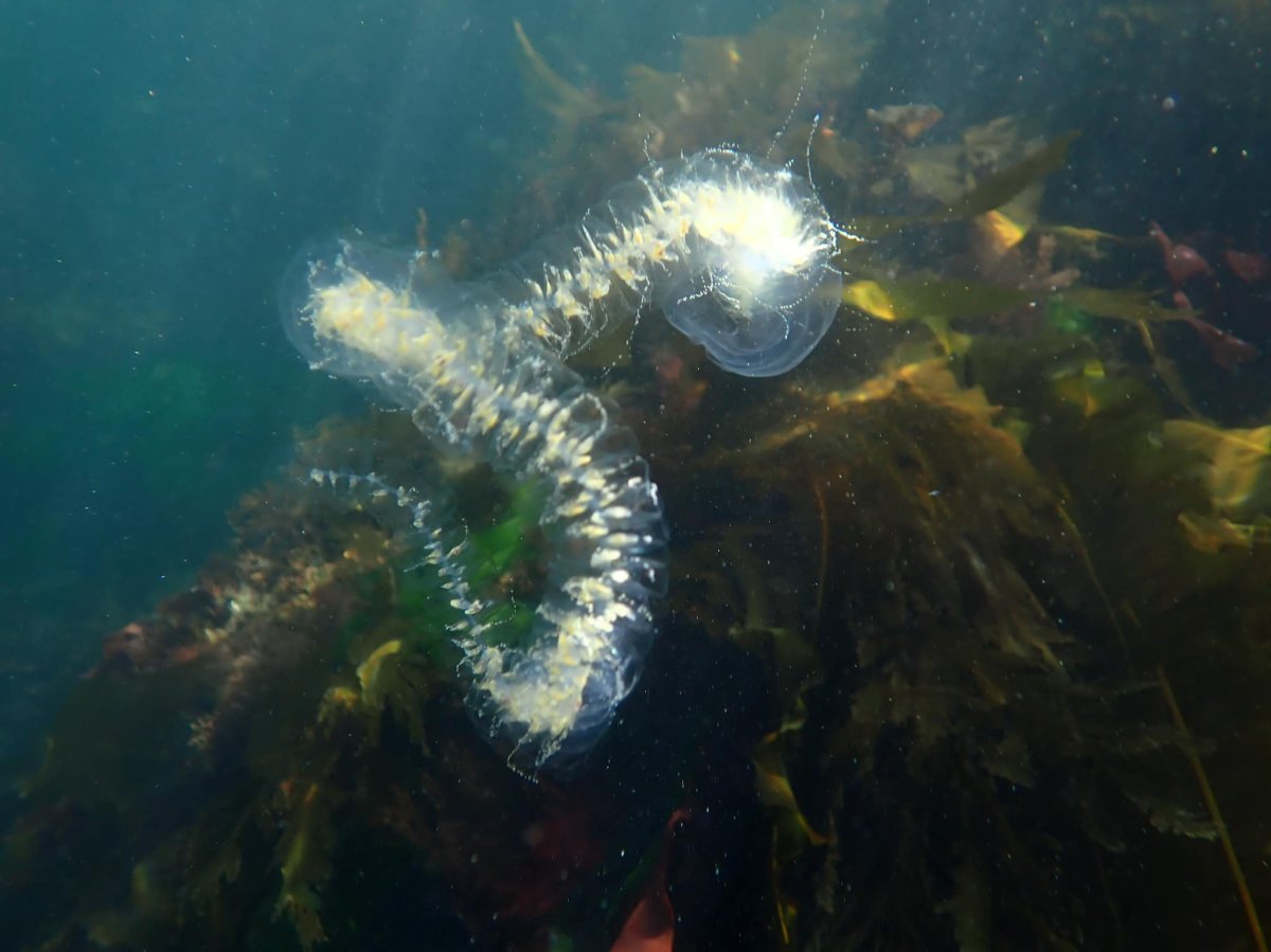 ‘Wonders of the ocean’: Mysterious sea creature spotted in B.C. coastal ...