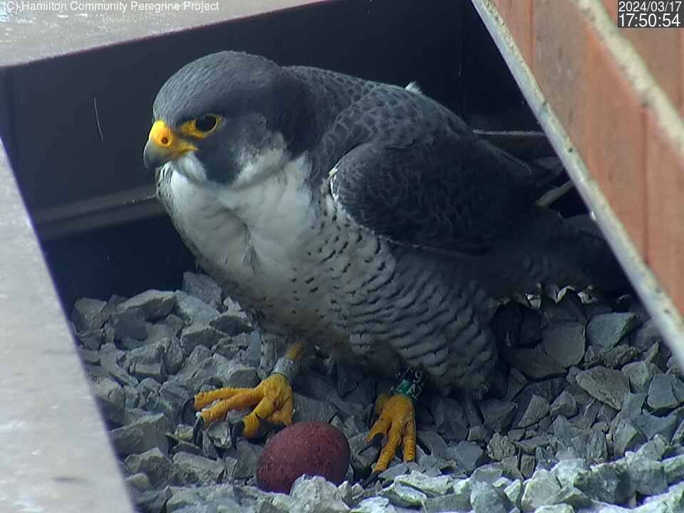 Hamilton’s falconwatch says downtown peregrines seen with egg ...