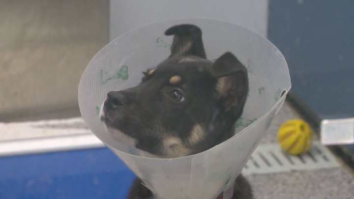 Saskatoon SPCA set to serve animals for years to come in new home ...