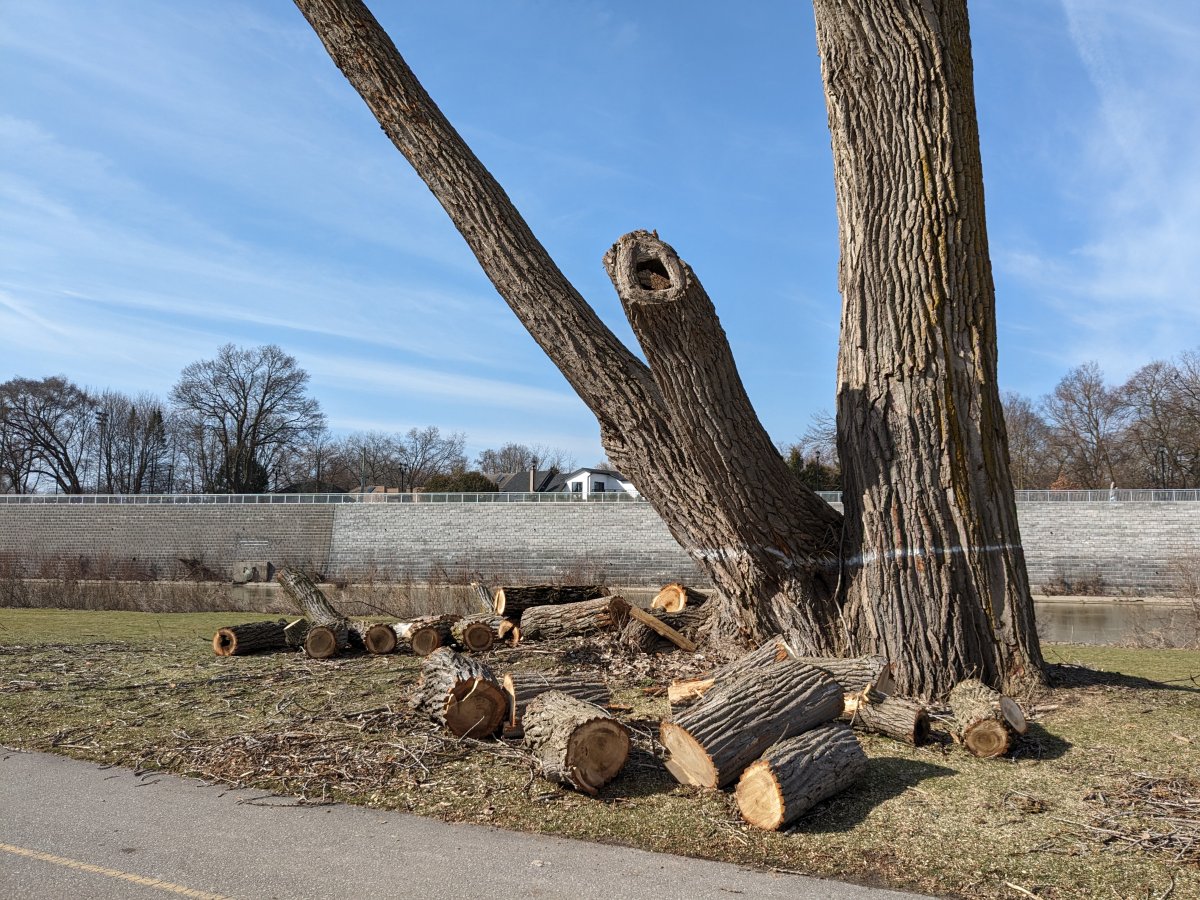Nearly two dozen trees in Harris Park coming down for $2 million ...