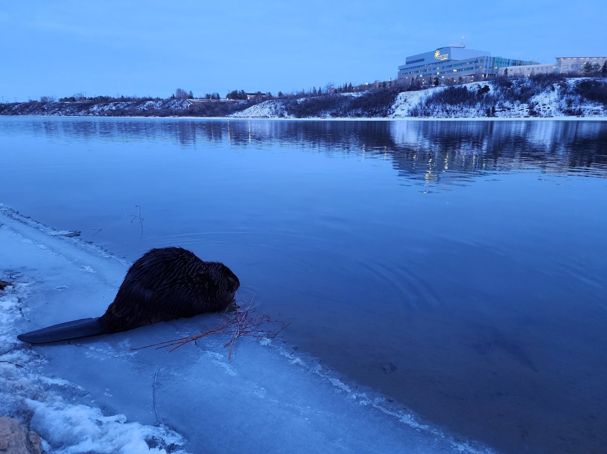 Your Saskatchewan photo of the day: March 2024 | Globalnews.ca