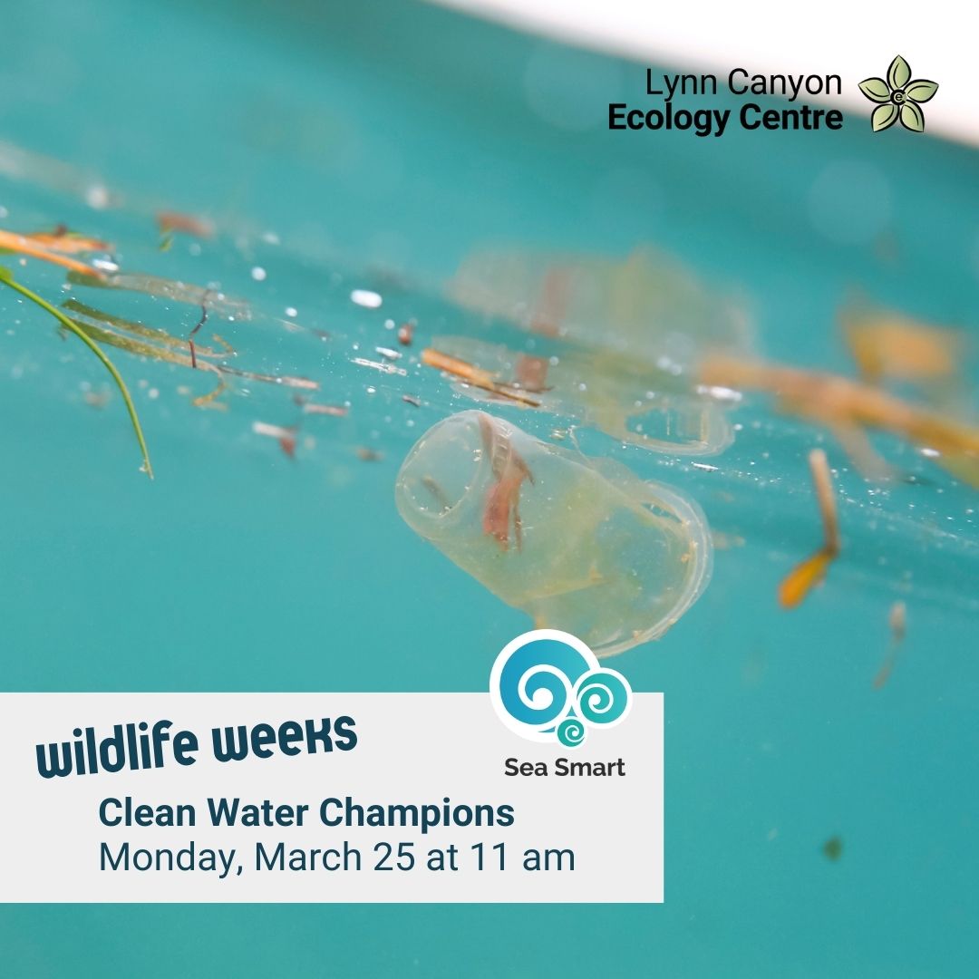 Clean Water Champions – Wildlife Weeks at the Ecology Centre ...