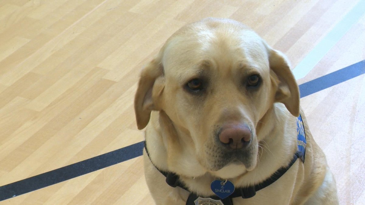 Regina’s new facility dog aims to help victims of crime by offering ...