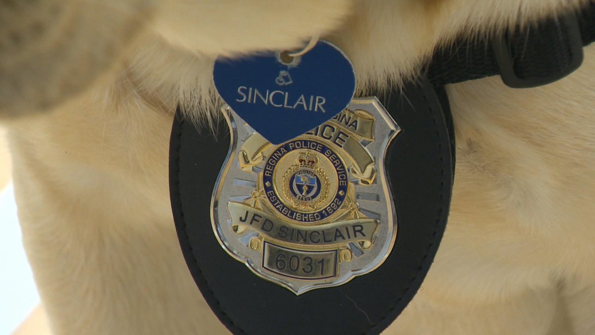 Regina’s new facility dog aims to help victims of crime by offering ...
