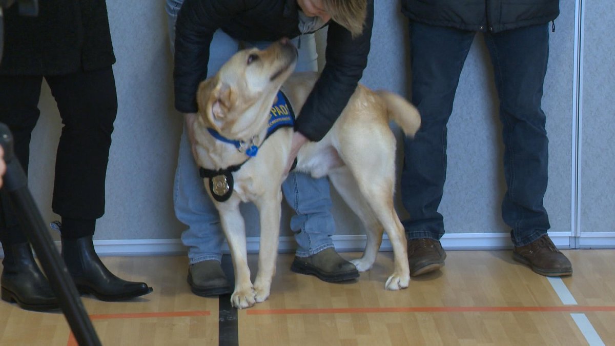 Regina’s new facility dog aims to help victims of crime by offering ...