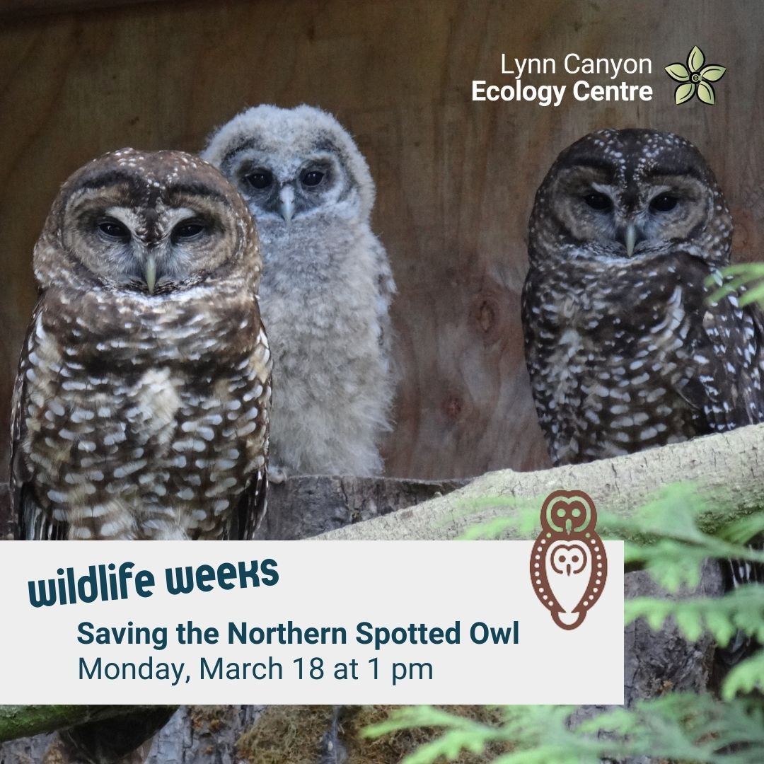 Saving the Northern Spotted Owl – Wildlife Weeks at the Ecology Centre ...