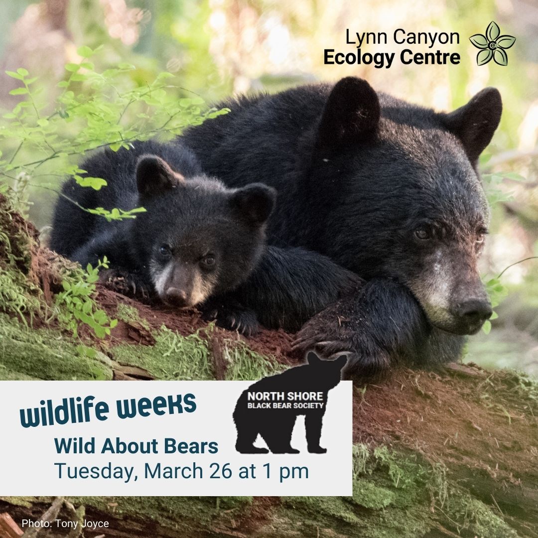Wild About Bears – Wildlife Weeks at the Ecology Centre - GlobalNews Events