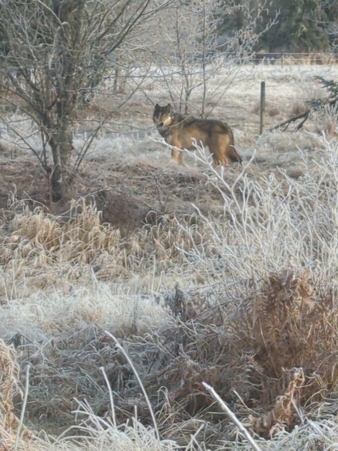 ‘Chewing on him’: Vancouver Island wolf-dog strikes again - BC ...