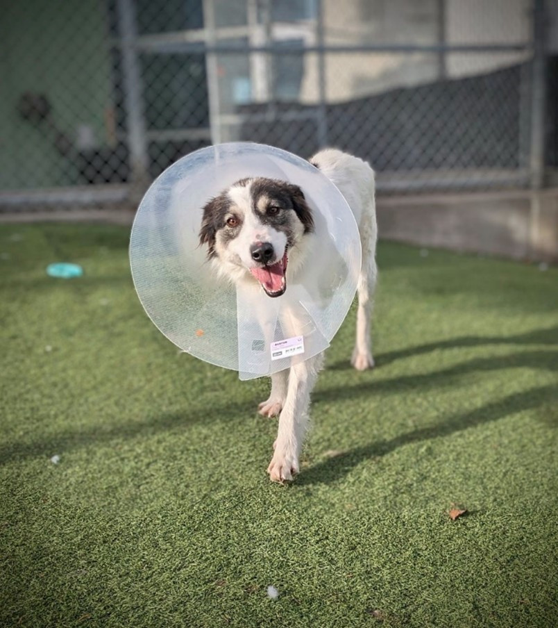 ‘It is the love’: Wally the injured stray dog gets new ‘leash’ on life ...